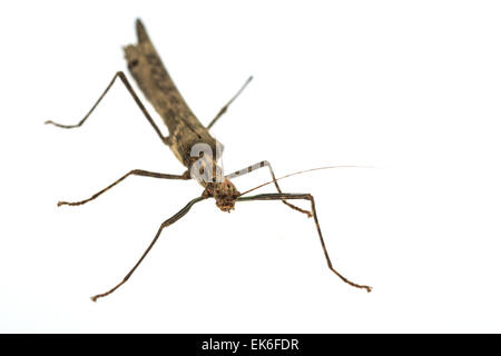 Big brown grasshopper isolated on white background Stock Photo - Alamy