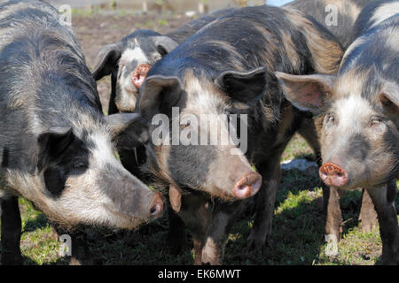 Free-range organic and very rare Old Danish Piebald Landrace pigs at ...