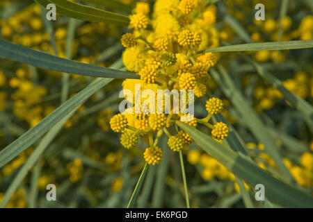 The Golden Wattle (Acacia pycnantha) is Australia's official floral ...