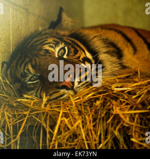 Wild cat behind bars at Conway Mountain Zoo Stock Photo - Alamy