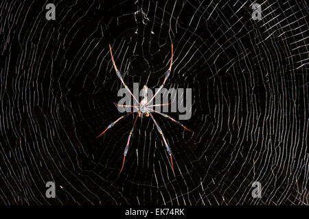 Golden orb-weaver (Nephila spp.), Queensland, Australia Stock Photo - Alamy