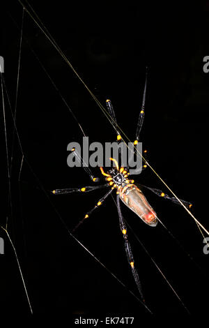 Golden orb-weaver (Nephila spp.), Queensland, Australia Stock Photo - Alamy