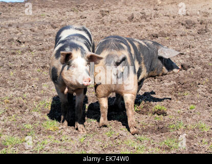Free-range organic and very rare Old Danish Piebald Landrace pigs at ...