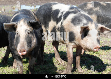 Free-range organic and very rare Old Danish Piebald Landrace pigs at ...