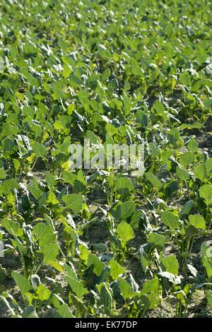 Baby cabbage green fields in Spain Stock Photo - Alamy