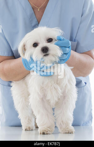 portrait of a veterinarian Stock Photo - Alamy
