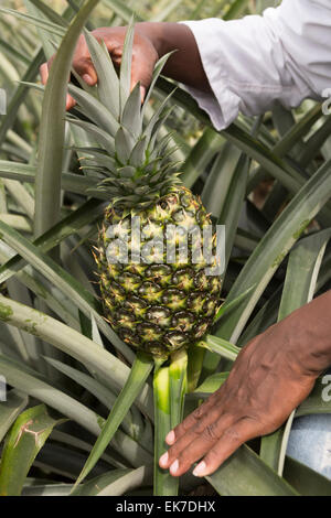 Pineapple for fair trade export growing in Ghana West Africa Stock ...