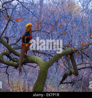 Pheasant on the tree Stock Photo - Alamy