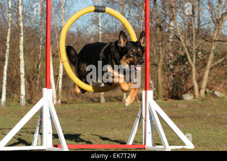 German Shepherd Adult jumping through tire jump Germany Stock Photo - Alamy