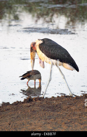 Marabou stork walking Stock Photo - Alamy