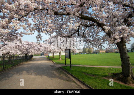 Blossom on trees at Highfields Park in Nottingham Stock Photo - Alamy