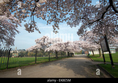 Blossom on trees at Highfields Park in Nottingham Stock Photo - Alamy