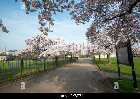 Blossom on trees at Highfields Park in Nottingham Stock Photo - Alamy