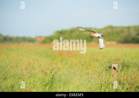 Bar-tailed godwit flying above meadows Stock Photo - Alamy