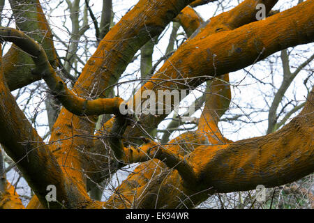 Lichen on tree Stock Photo - Alamy
