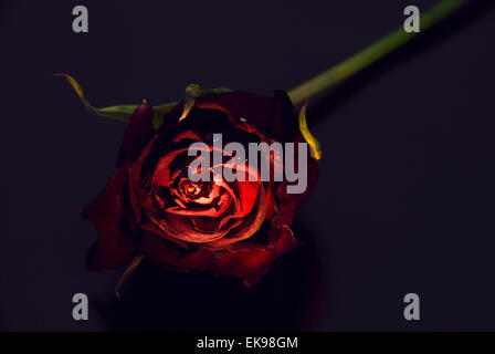 conceptually highlight roses on a black background Stock Photo - Alamy