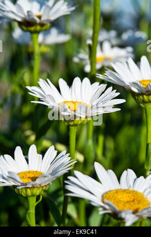 Field of daisies in spring Stock Photo - Alamy
