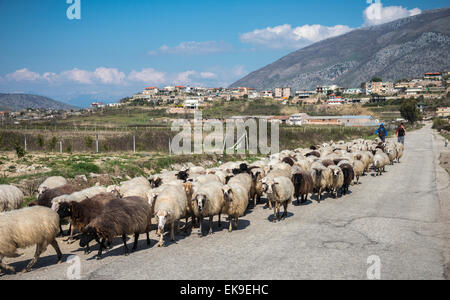 Shepheards with there flock at the village of Xarre on the Vrina plain ...