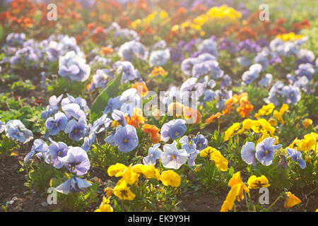 beautiful pansies in a city garden Stock Photo - Alamy