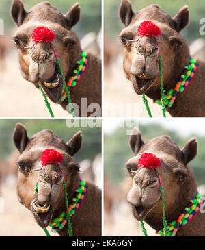 Face of a very handsome camel Stock Photo - Alamy