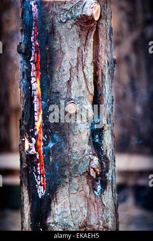 Fire Smouldering in a Tree Trunk Stock Photo - Alamy
