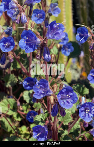 Desert bells (Phacelia campanularia) flowers, Joshua tree national park ...