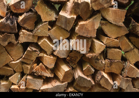 Maple wood logs cut and split for firewood in an Ontario woods Stock ...