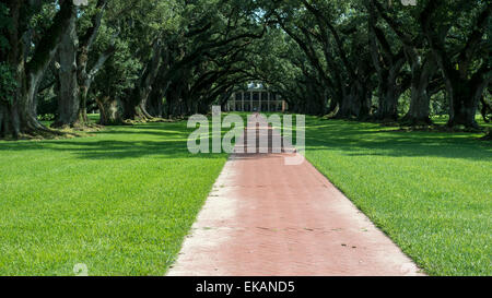St. Joseph Plantation, historic plantation,Sugar cane Stock Photo - Alamy