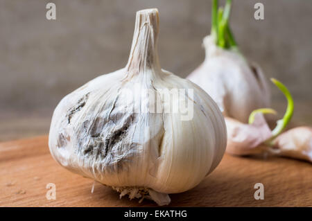 White rot on garlic bulb, caused by soil-borne fungus (Sclerotium ...