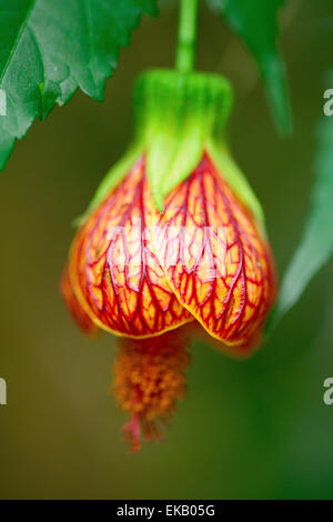 Close up of a single beautiful Abutilon Suntense in bloom in Spring ...