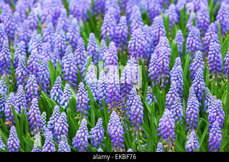 flower, muscari botryoides Stock Photo - Alamy