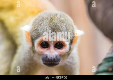 yellow squirrel monkey (Saimiri sciureus Stock Photo - Alamy