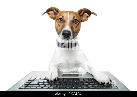 dog computer pc tablet Stock Photo - Alamy