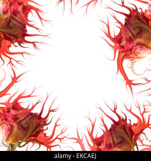 Mutant rose bud Stock Photo - Alamy