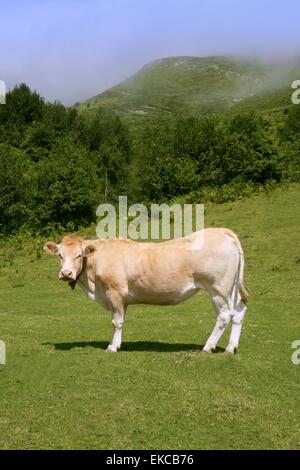 Beige cows cattle eating in green meadow Stock Photo - Alamy