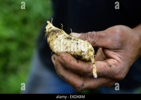 Cassava root. Fiji. South Pacific Stock Photo - Alamy