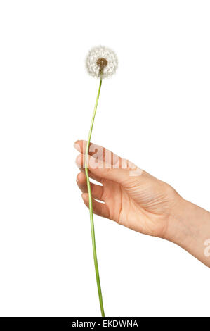 hand finger flower plant blowball dandelion grasp child children kids ...