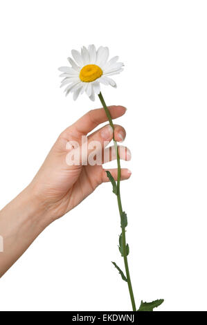 big white daisy Stock Photo - Alamy