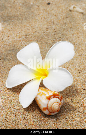 Shell & flower on a beach Stock Photo - Alamy
