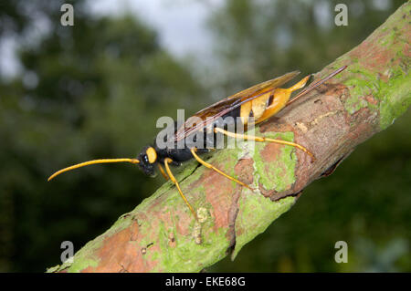 Giant Wood Wasp Stock Photo - Alamy