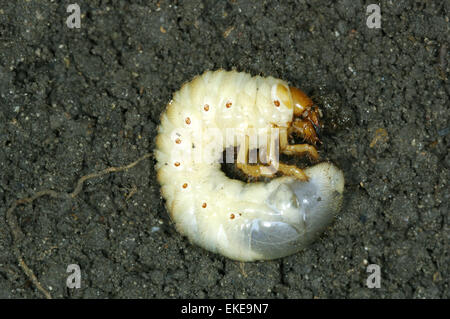 Cockchafer (grub) and, Cockchafer (Melolontha melolontha), larva Stock ...