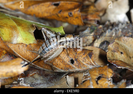 Wood Cricket (Nemobius sylvestris Stock Photo - Alamy