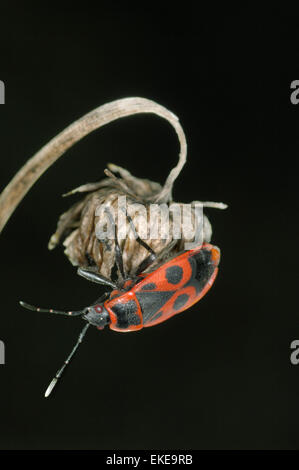 fire bug, pyrrhocoris apterus, fire bugs Stock Photo - Alamy