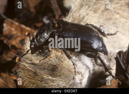 Black Burying Beetle (Nicrophorus humator Stock Photo - Alamy
