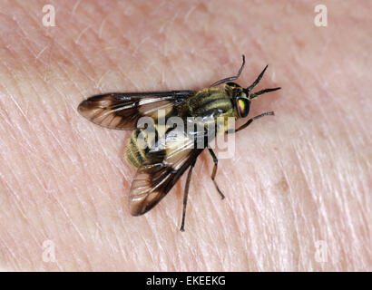 Twin-lobed deerfly (Chrysops relictus) macro Stock Photo - Alamy