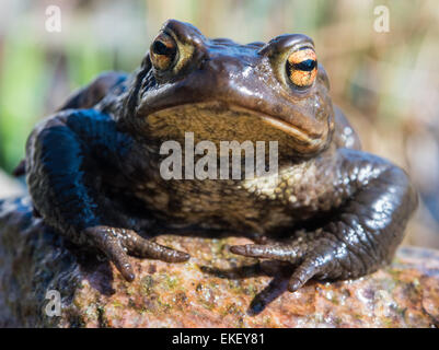Frankfurt, Germany. 9th April, 2015. A toad's eye photographed with a ...