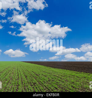 field with green shots and cloudy sky Stock Photo - Alamy