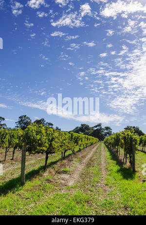 Grapevines at Brookland Valley, a Margaret River vineyard, Wilyabrup ...