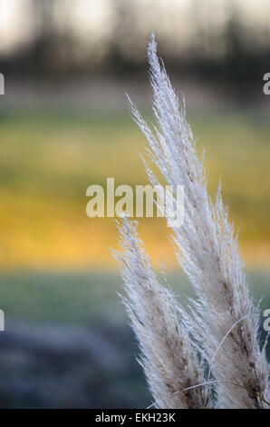Yellow reed in the field. Bright natural background with sunset ...