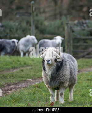 Ram in Peak District National Park, England Stock Photo - Alamy